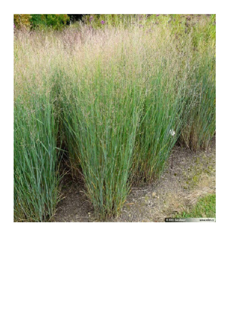 Switchgrass | PDF