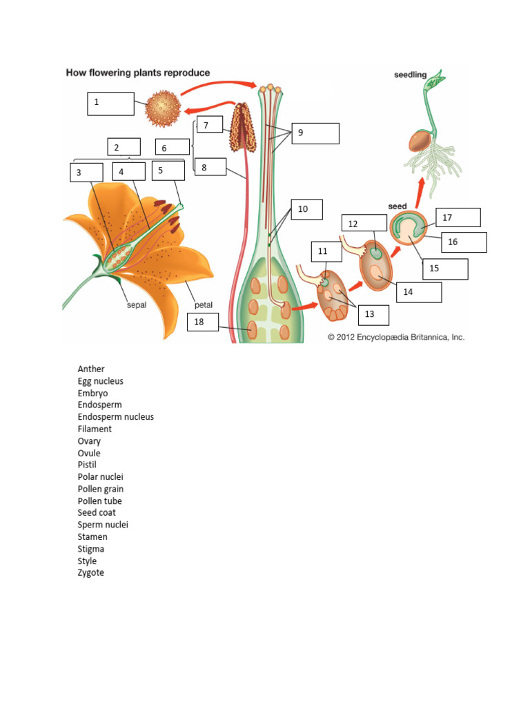 Pollination and Fertilization | PDF