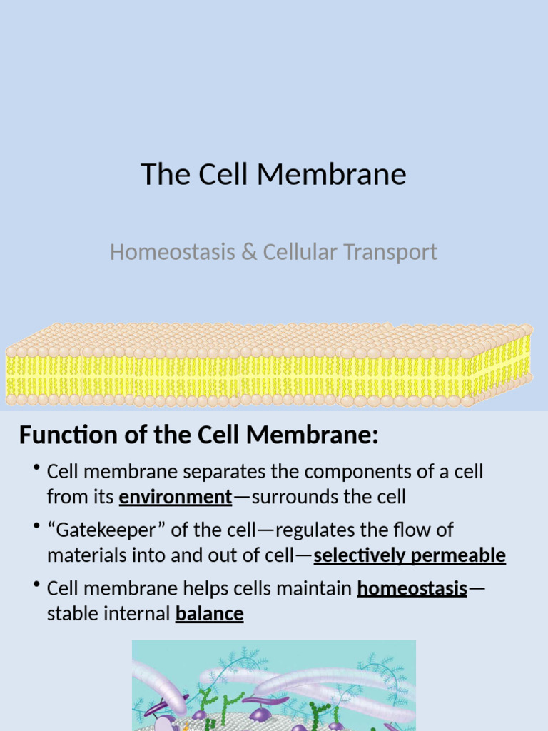 Cell Membrane: Transport & Homeostasis | PDF | Cell Membrane | Cell ...