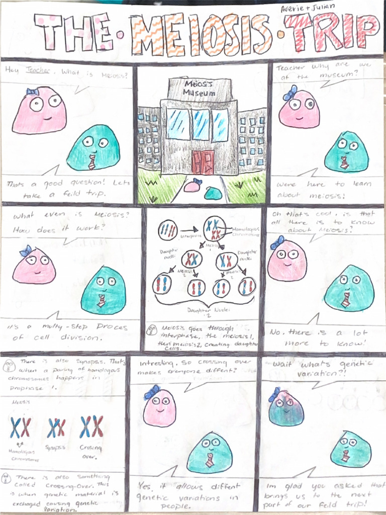 Julian and Averie Meiosis Project | PDF