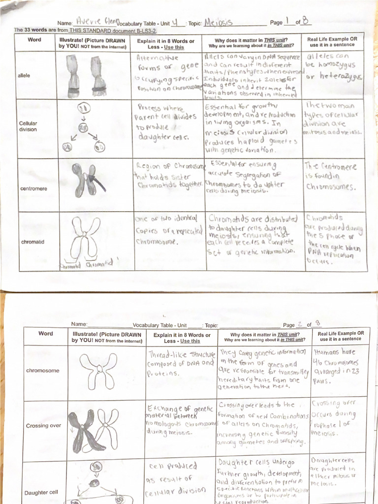 Averie Glenn Meiosis Vocab | PDF