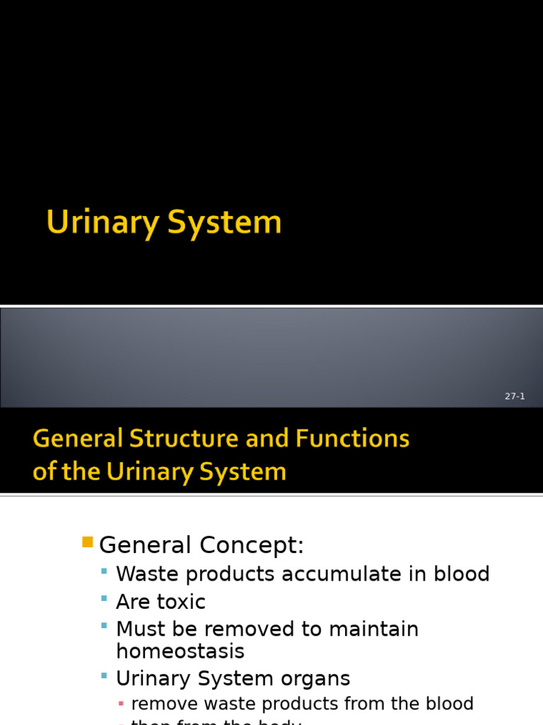 Ch27 Urinary System | PDF | Kidney | Anatomy