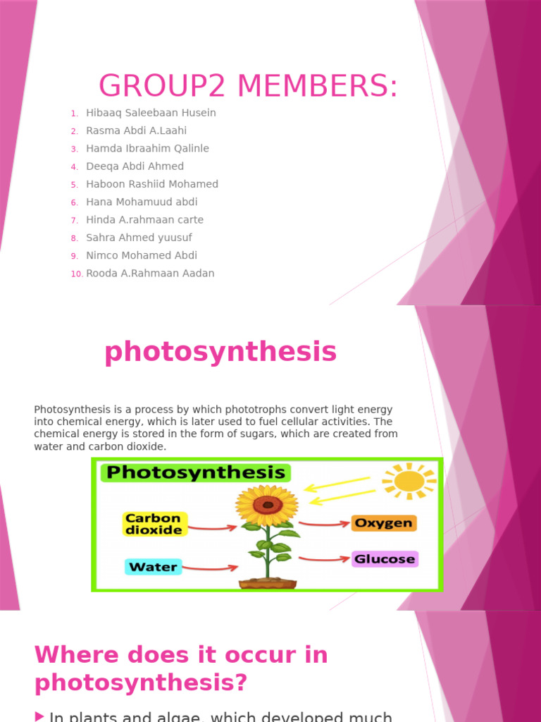 Photosynthesis & Carbon Cycles | PDF | Photosynthesis | Branches Of Botany