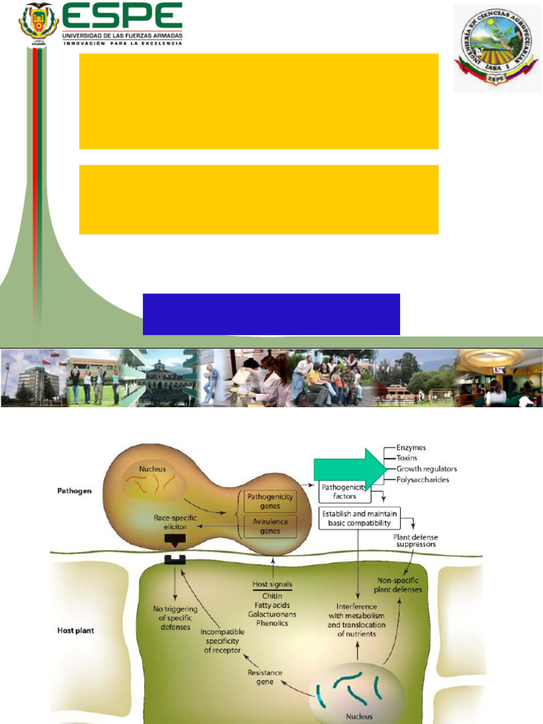Fito 2 | PDF | Infección | Patógeno