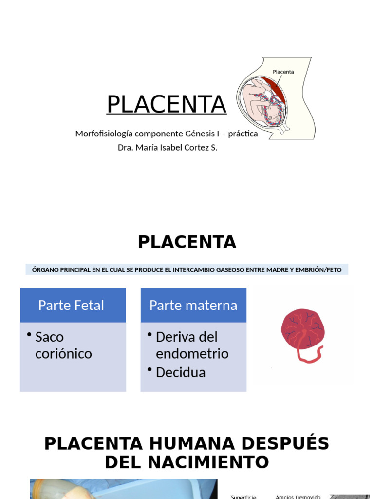 PLACENTA | PDF