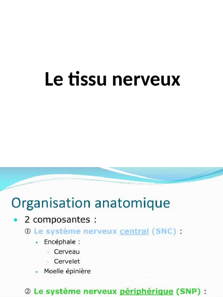 Tissu Nerveux | PDF