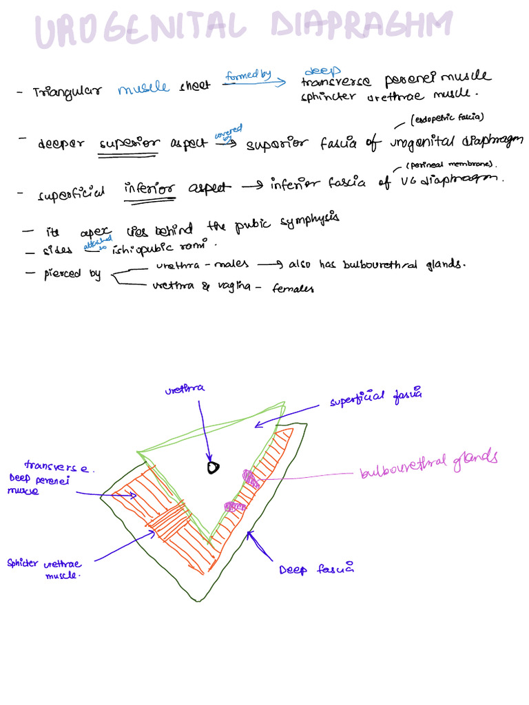 Abdomen Saqs 3e6 | PDF