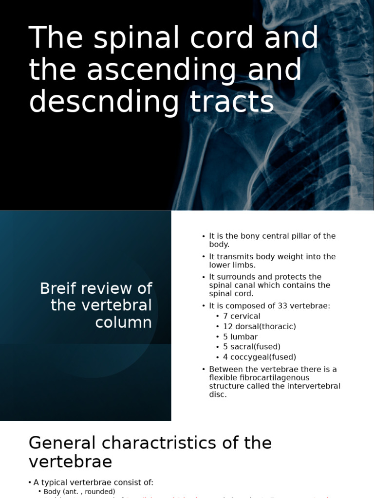 Neuroanatomy the Spinal Cord | PDF | Vertebra | Vertebral Column
