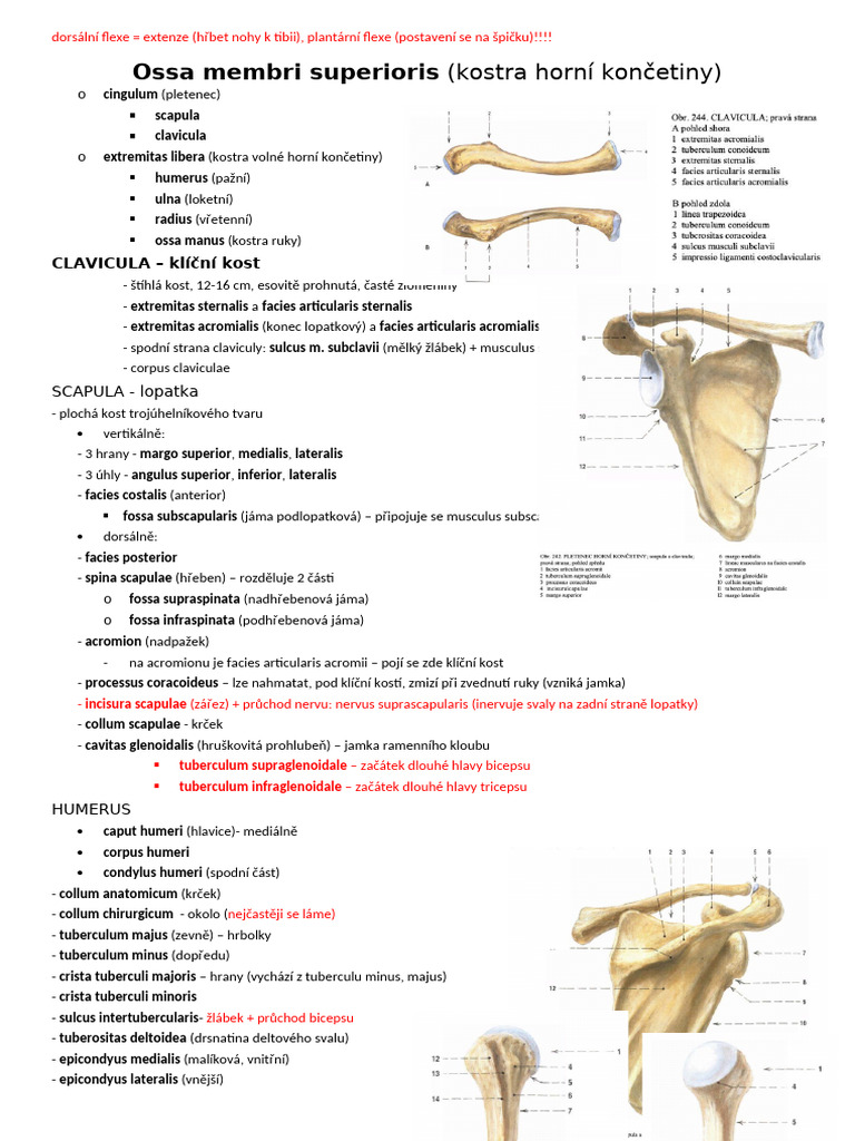 Anatomie Kosti | PDF