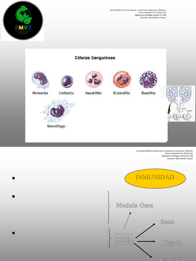 Globulos Blancos | PDF | Inflamación | Leucocito