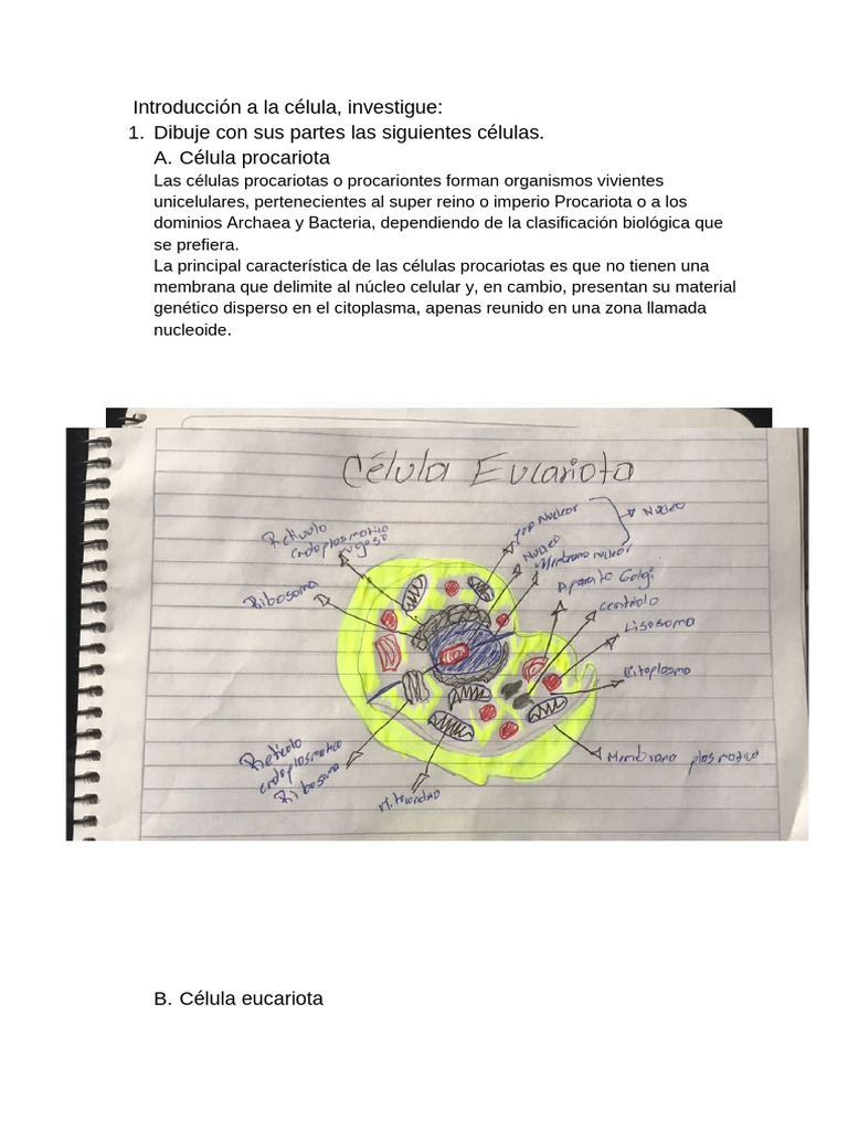 Comparativa de Células: Procariotas y Eucariotas | PDF | Eucariotas ...