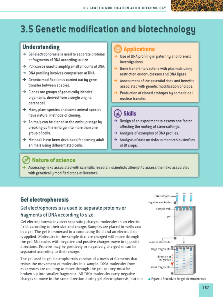 Genetic Modifications Ib Biology Unit | PDF