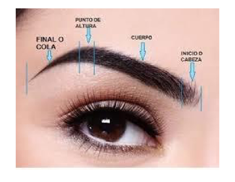 Ceja y Sus Partes | PDF