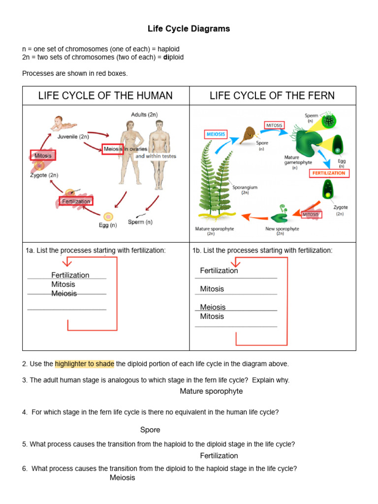 Life Cycle diagram WS 2021 PDF | PDF