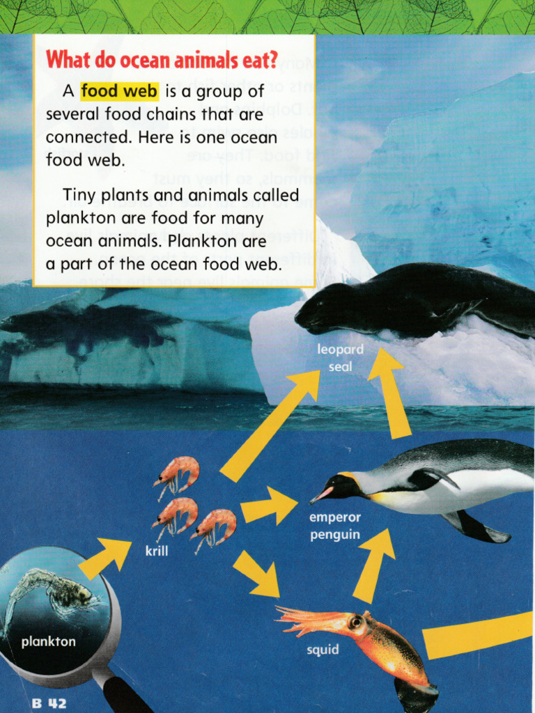 What Do Ocean Animals Eat | PDF