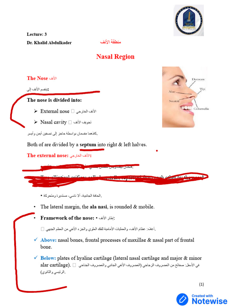 Lecture 3 Nasal Region | PDF