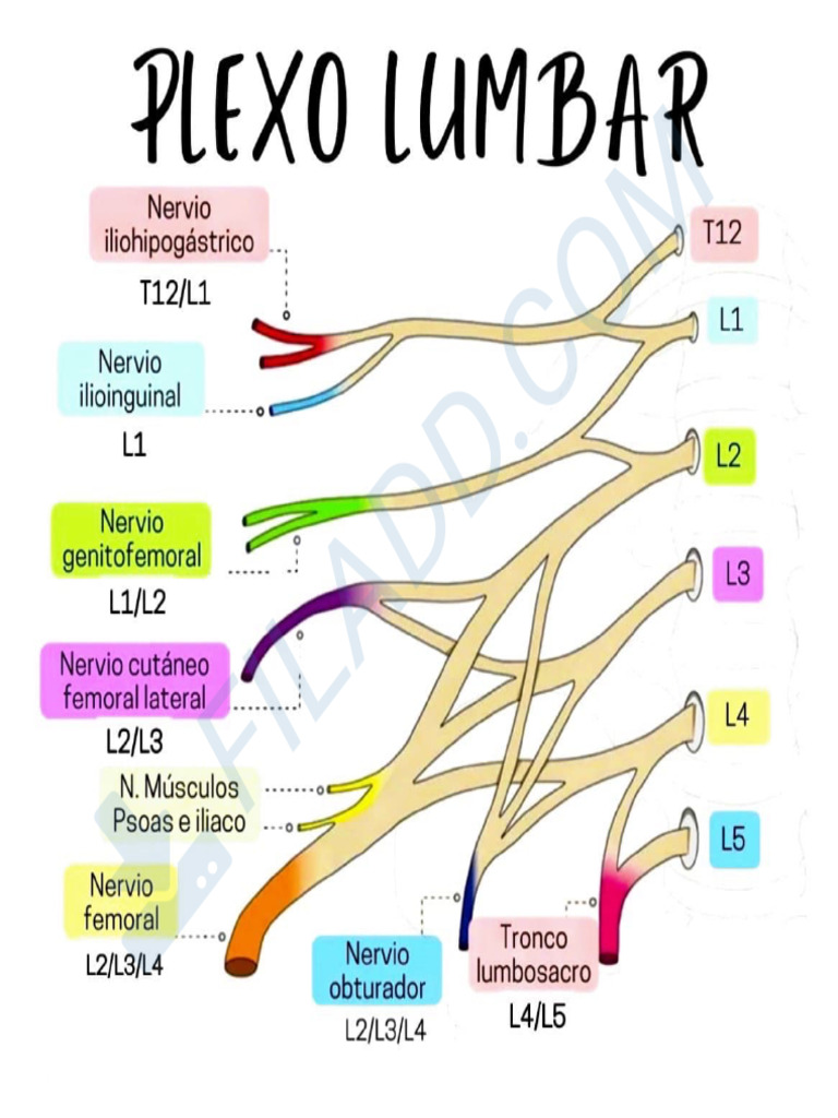 plexo lumbar-2 | PDF