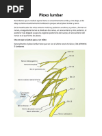 Anatomía del Plexo Lumbar: Funciones y Ramos | PDF | Neuroanatomía ...