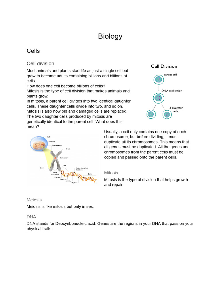 Biology Year 8 Notes - Google Docs | PDF | Flowers | Heart