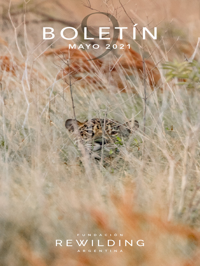 Bol 9 Fundacion Rewilding Argentina | PDF | Jaguar