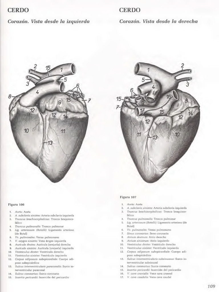 Anatomía del corazón e hígado de cerdo, Popesko | PDF | Atrio (corazón ...