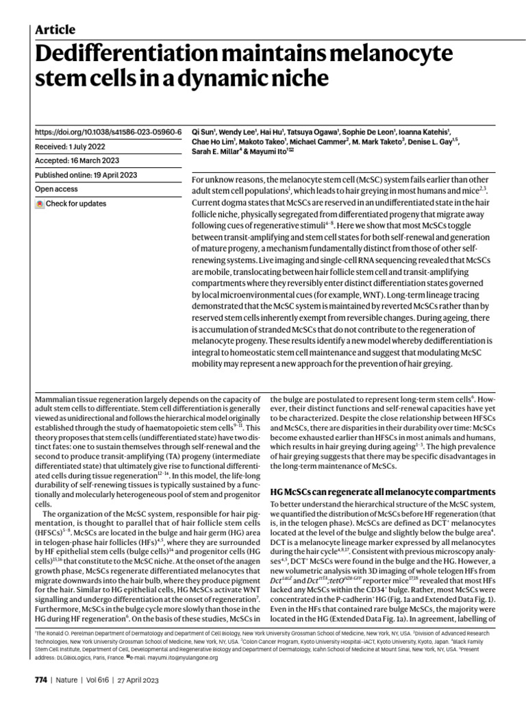 Dedifferentiation Maintains Melanocyte | PDF | Cellular Differentiation ...