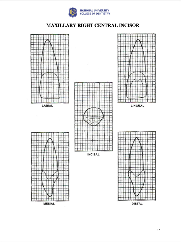 1 Maxillary right central incisor | PDF