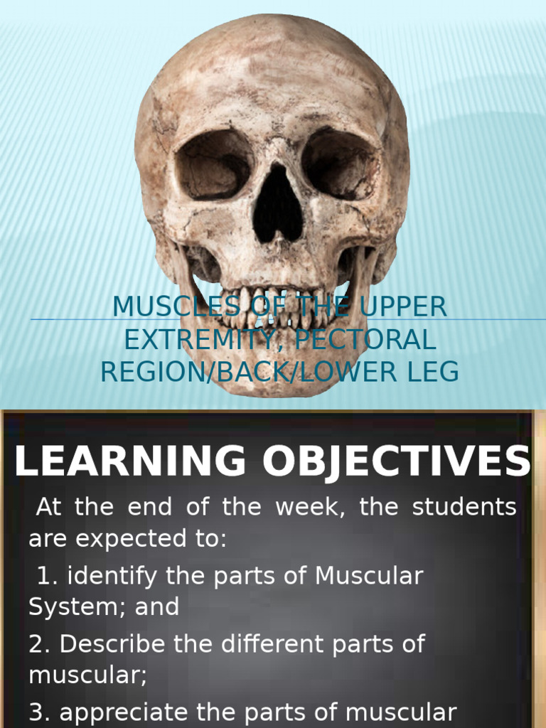 Lessson 3 4 Anatomical Bones and Muscles 1 | PDF | Anatomical Terms Of ...