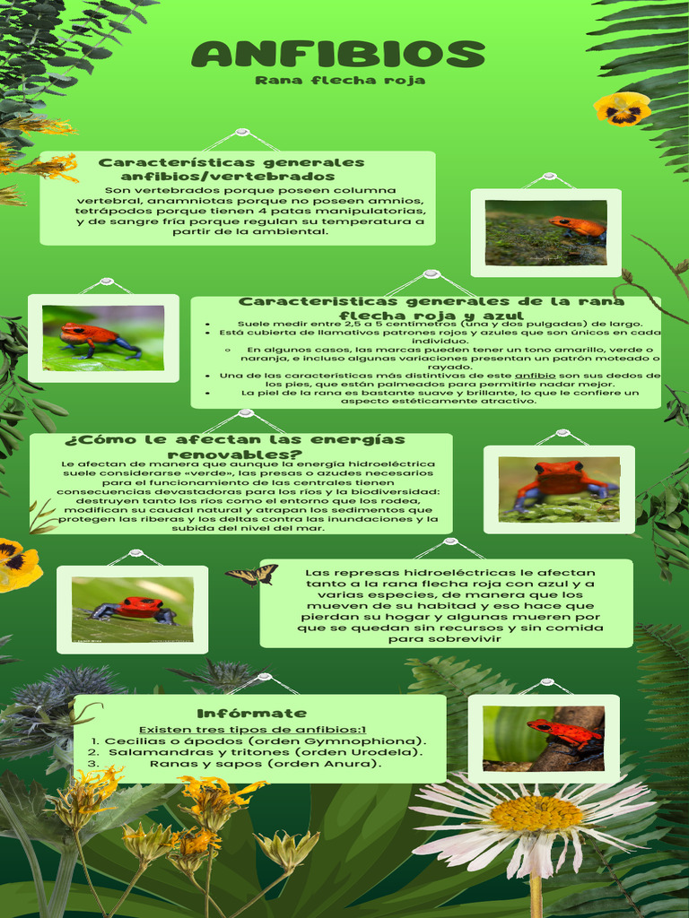 Anfibios | PDF | Anfibio | Rana