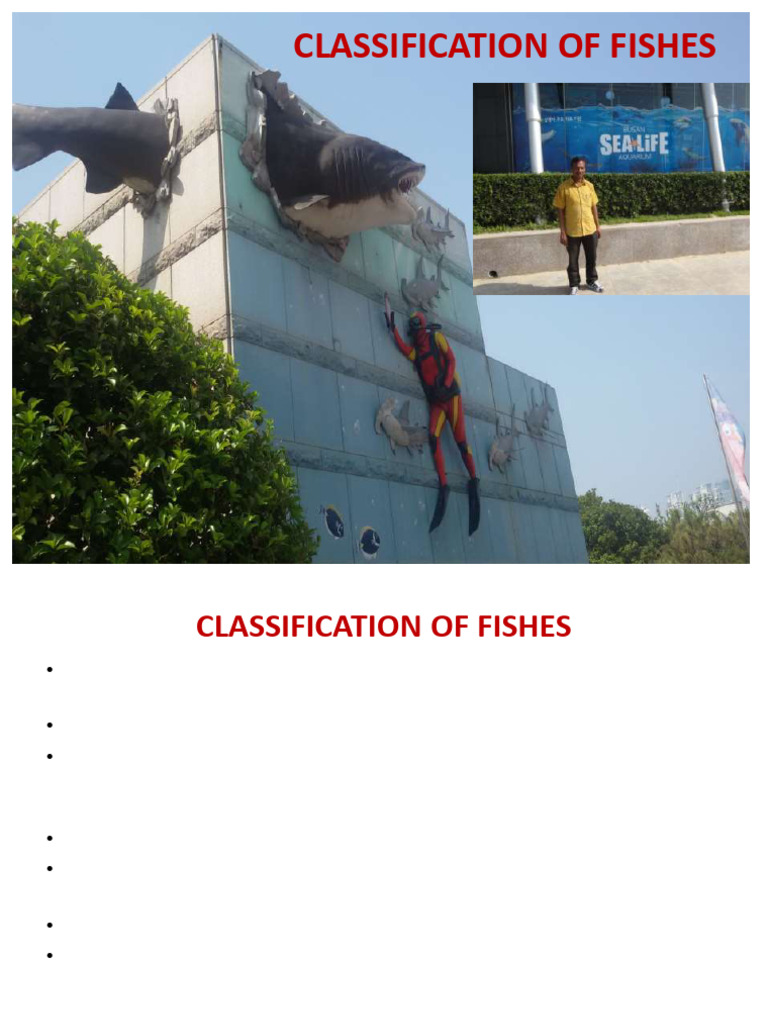 Classification of Fishes | PDF | Elasmobranchii | Fish