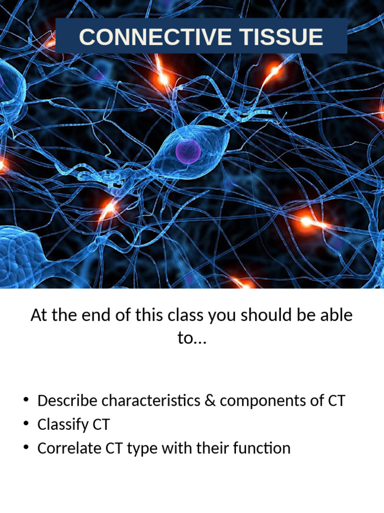 Connective Tissue Final | PDF | Connective Tissue | Extracellular Matrix