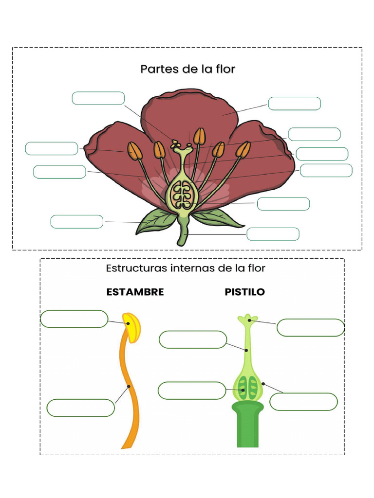 3° Básico Guía Partes de La Flor | PDF