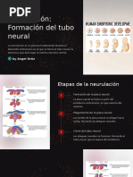 Neurulacion Embriologia | PDF | Anatomía | Biología del desarrollo