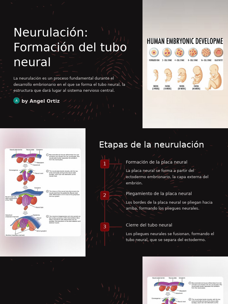 Neurulación: Formación del tubo neural | PDF