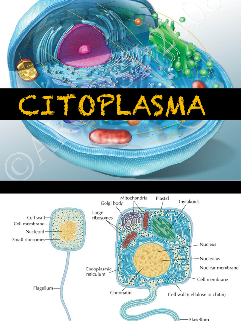 Citoplasma - Organelas | PDF | Retículo endoplasmático | Citoplasma