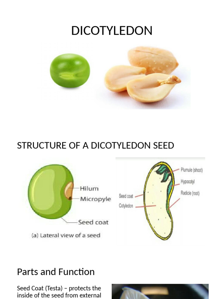 Dycotyledon Seed Structure | PDF
