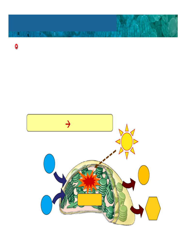 Photosynthesis Process Overview | PDF | Cellular Respiration | Glycolysis