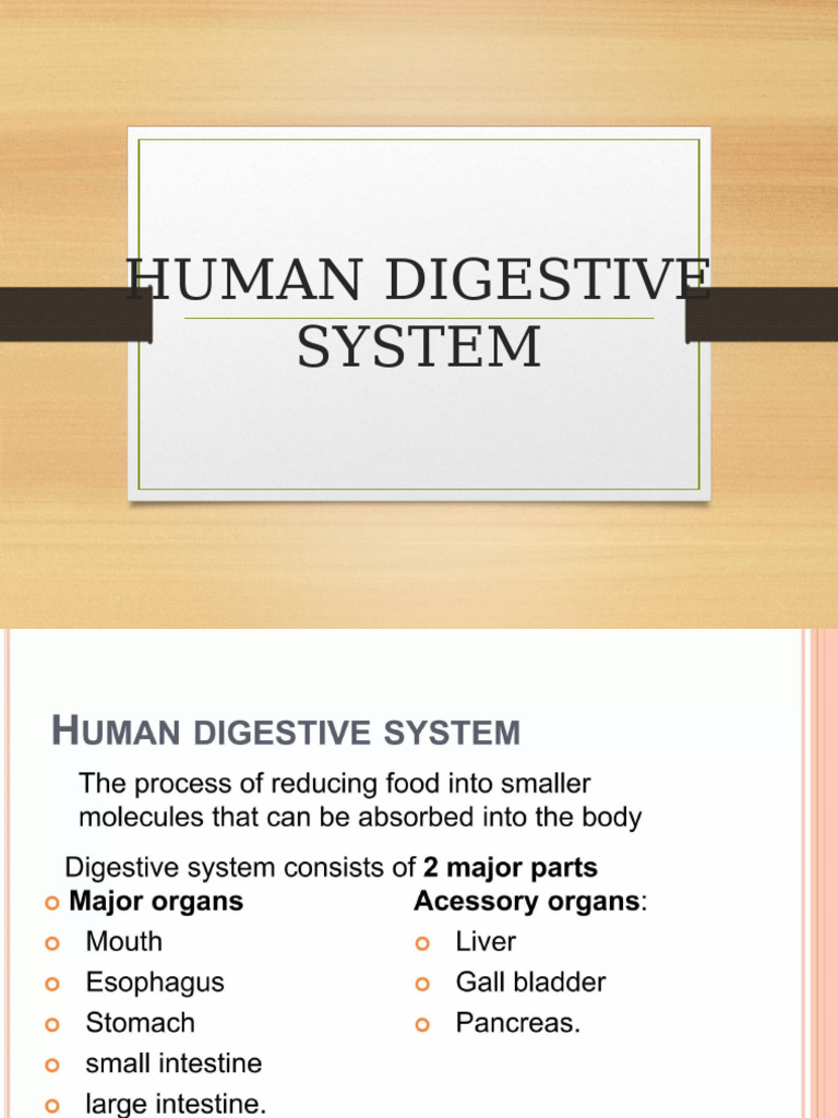 Human Digestive System | PDF