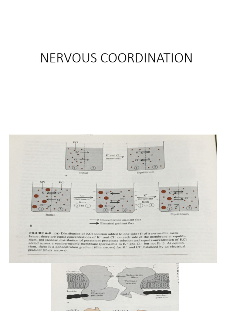 Nervous Coordination 5th Sem | PDF