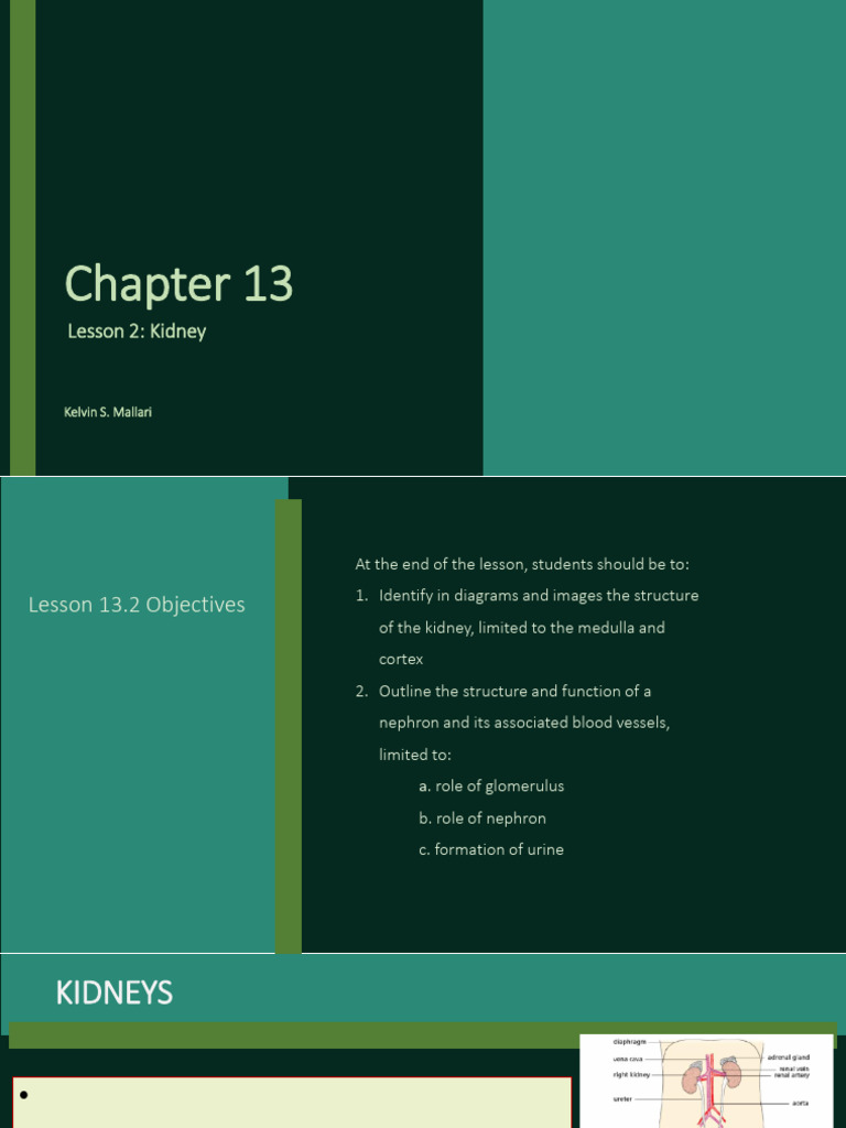 Chapter 13 Lesson 2 Kidney | PDF | Kidney | Abdomen