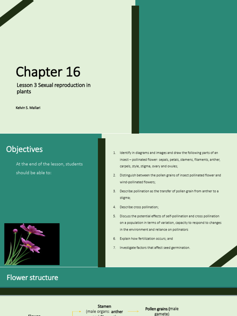 Chapter 16 - Lesson 3 Sexual Reproduction in Plants | PDF | Flowers ...