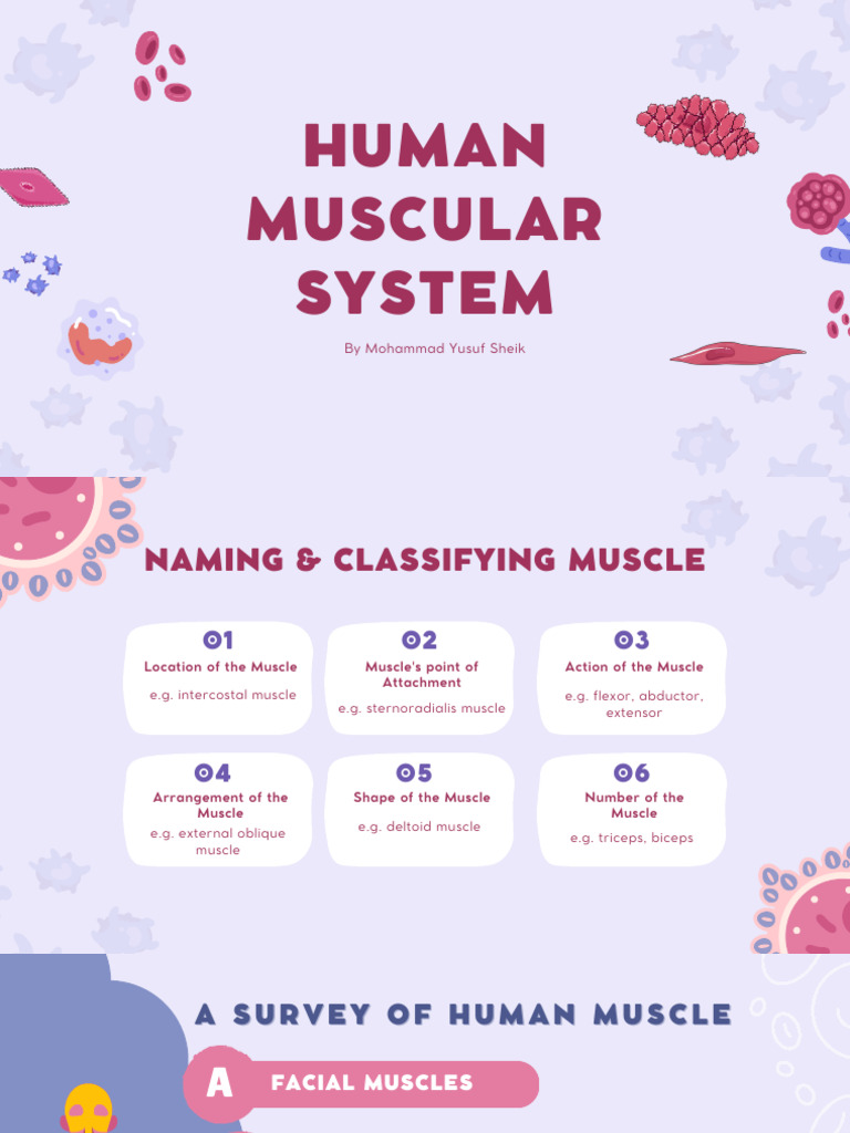 Muscular-System | PDF | Anatomical Terms Of Motion | Muscle Contraction