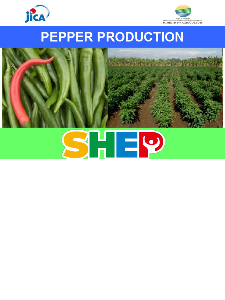 Pepper Production | PDF | Compost | Sowing