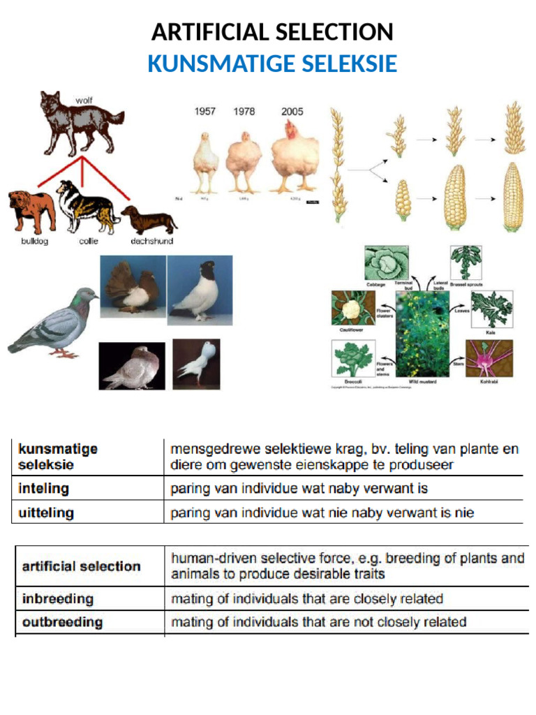28 Artificial Selection-3 | PDF | Selective Breeding | Sheep