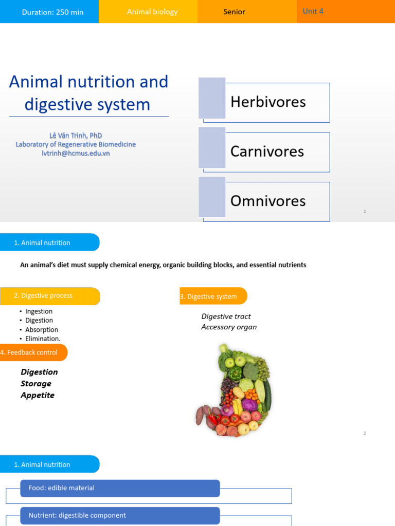 Animal Nutrition and Digestive Systems | PDF | Small Intestine | Digestion
