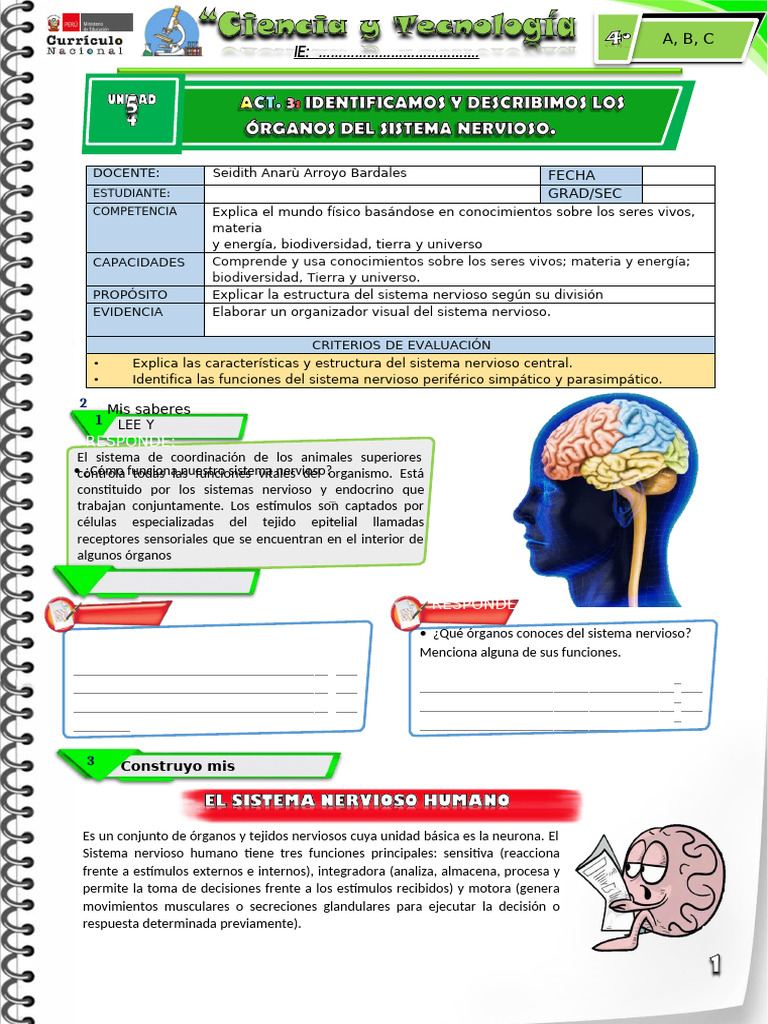 Ficha Identificamos Los Organos Nerviosos-U7-S5-4ºcyt | PDF | Sistema nervioso | Neurociencia
