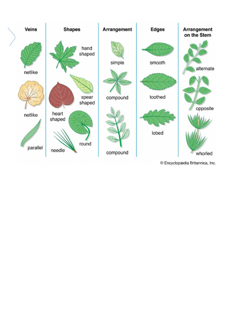 Leaves Characteristics | PDF