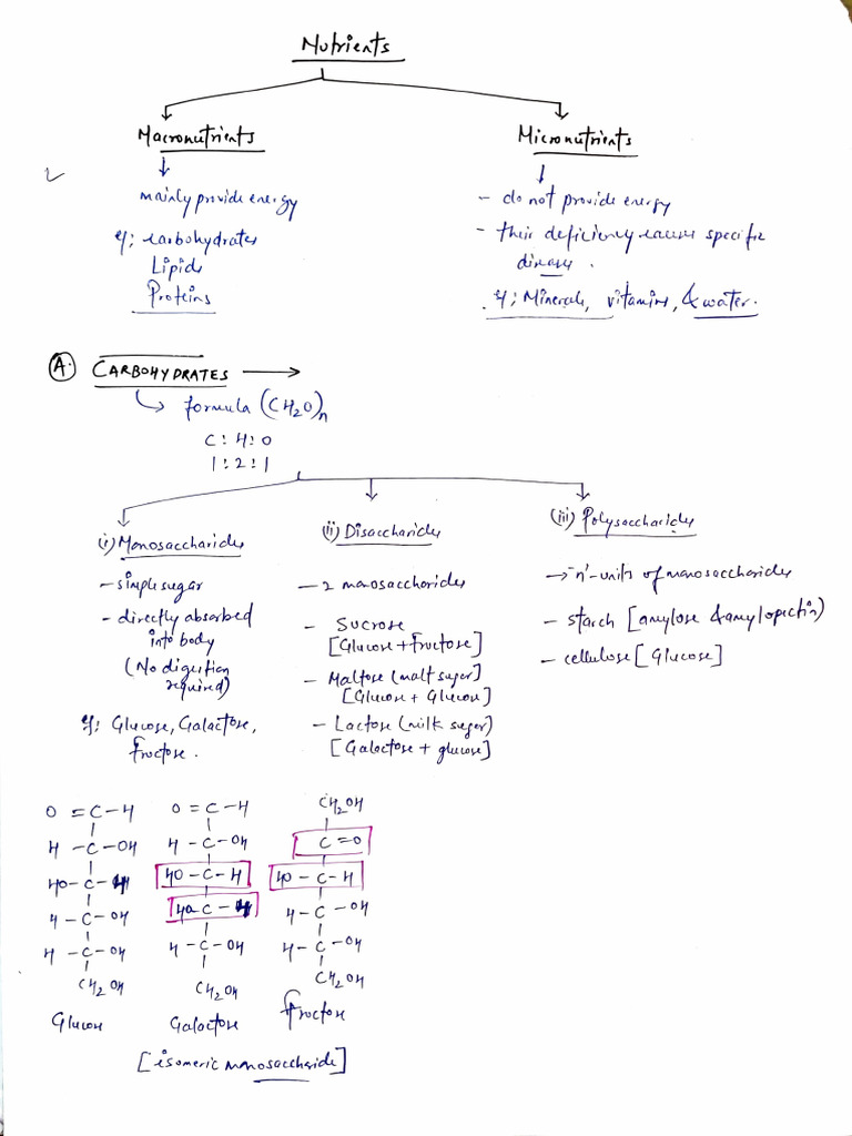 Nutrition in Plants by Rishil | PDF