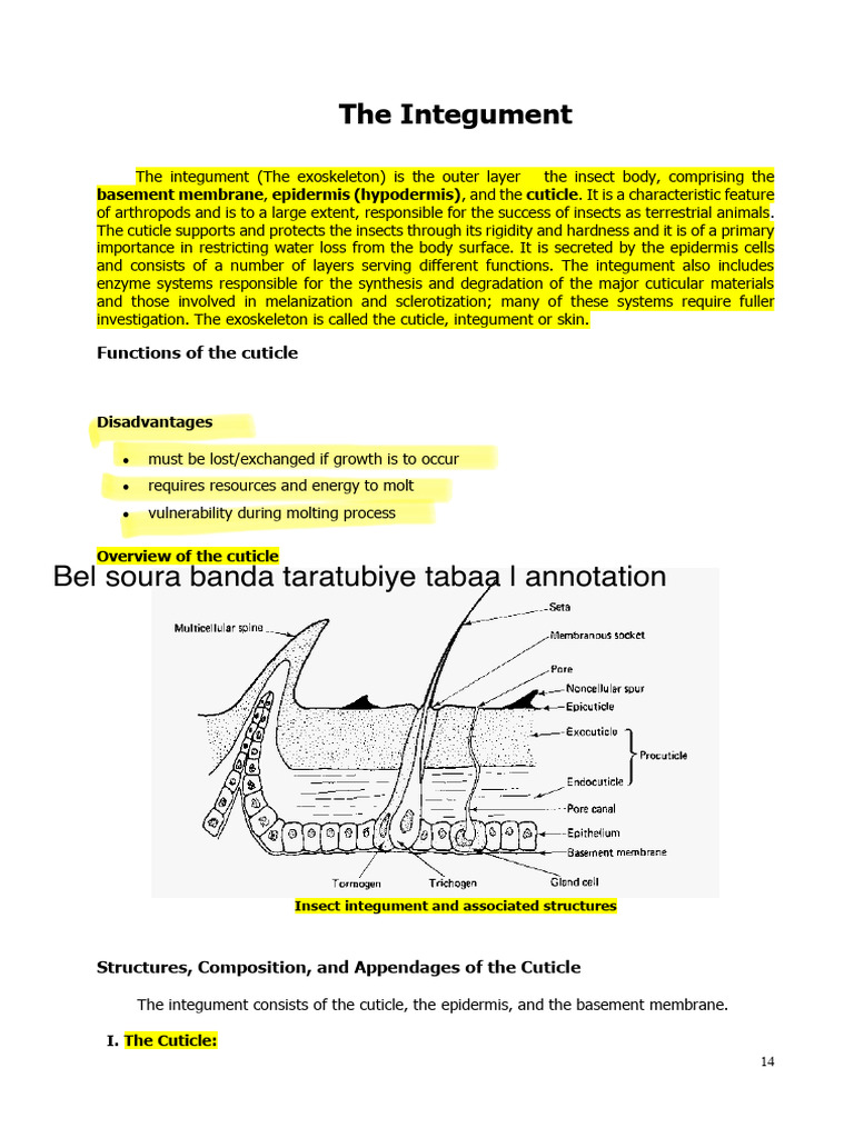 Chapter 5,. The Integument | PDF | Insects