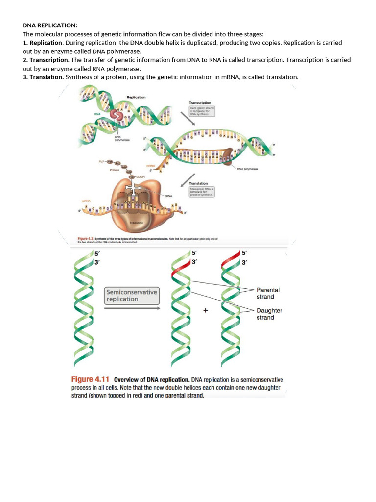 DNA REPLICATION | PDF | Dna Replication | Directionality (Molecular Biology)